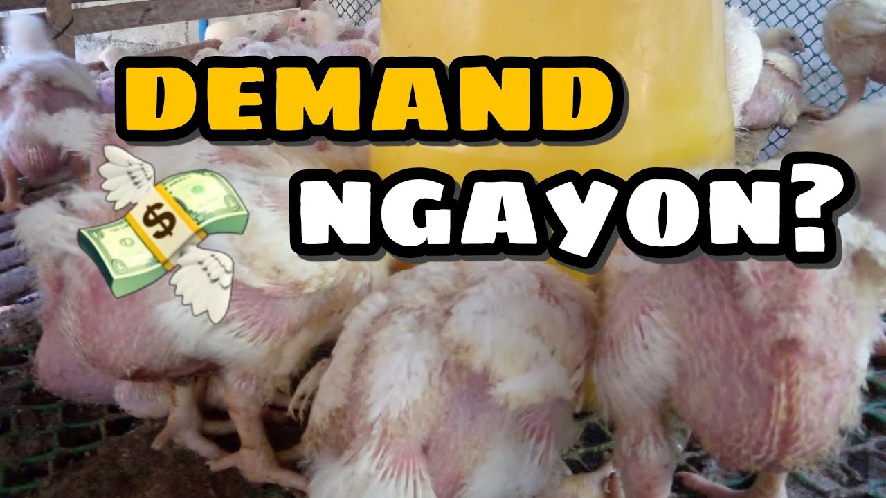BAKIT MAGANDA MAG-ALAGA NGAYON BER MONTHS NG 45 DAYS CHICKEN | NAGTIMBANG NA AKO | JAY TIPS TV ...