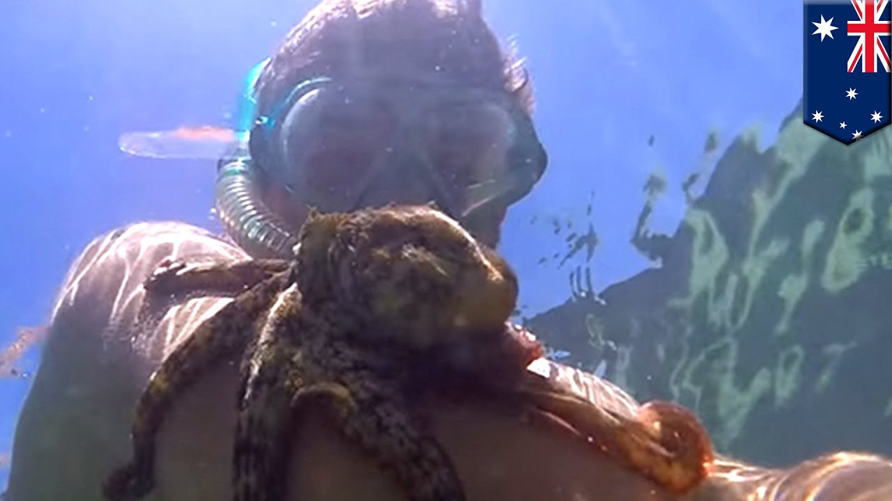 Octopus Attack Diver