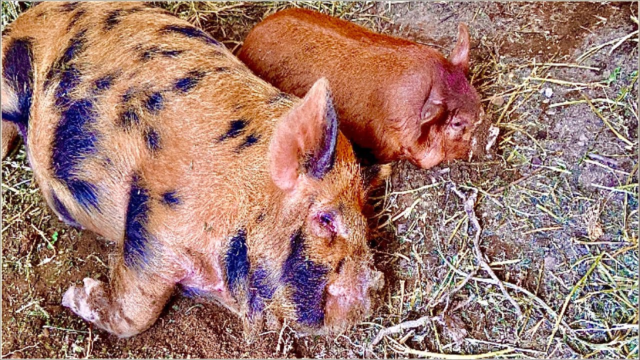 These Kunekune Pigs Are AMAZING!! - YouTube