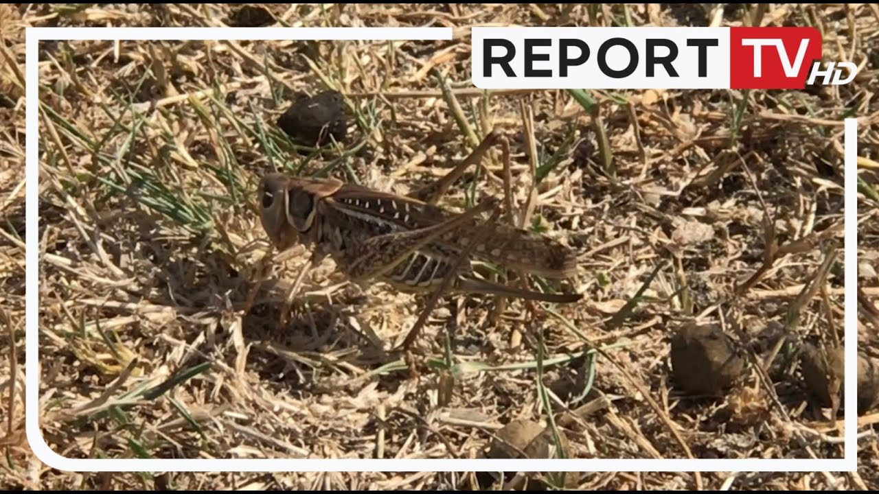 Karkaleci po shkatërron prodhimet bujqësore në Myzeqe, fermerët: S’ka ...