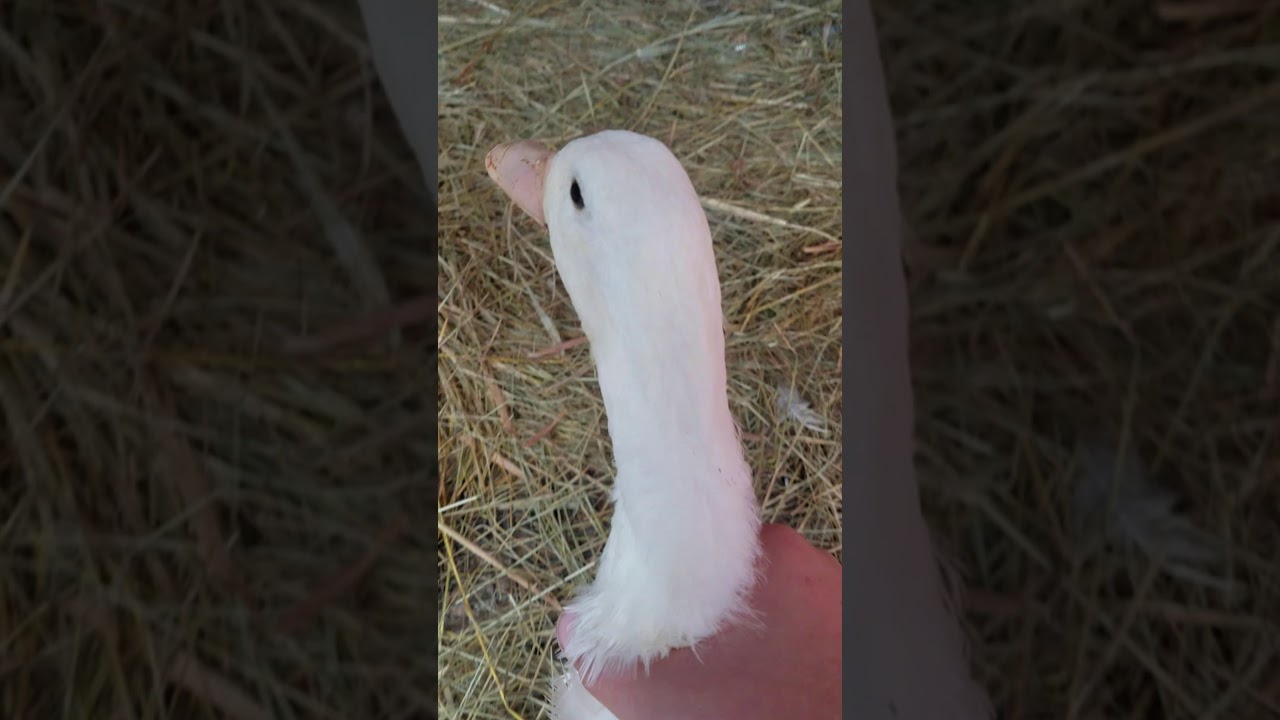 How to catch a duck - YouTube