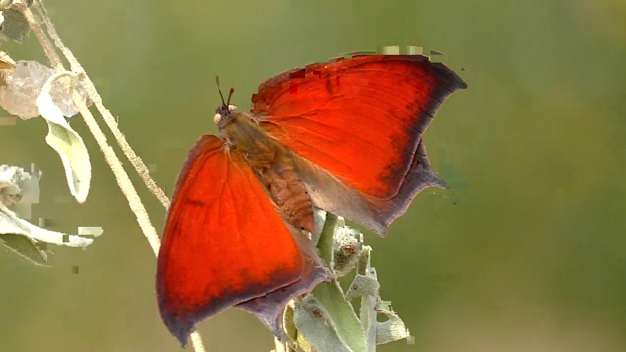 Goatweed Leafwing Butterfly - YouTube