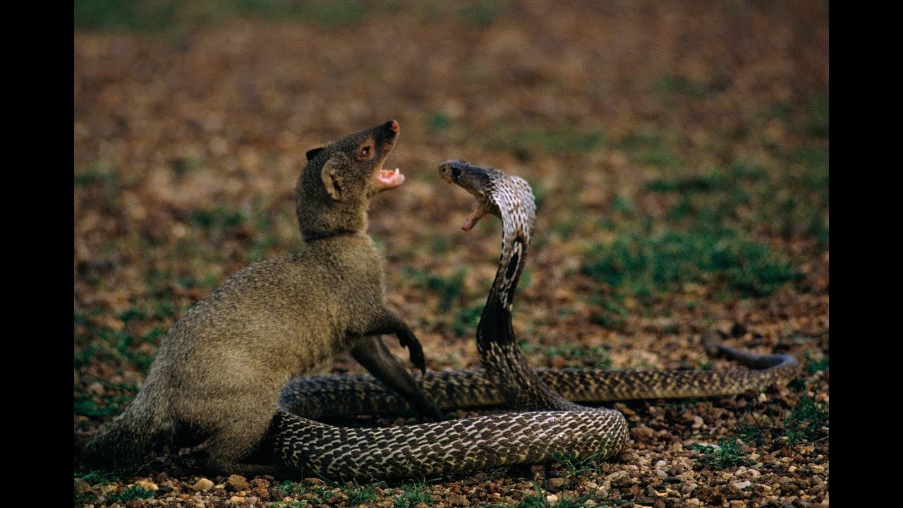 Rhino vs Wild Boar, King cobra vs turtle aligator, Lizard vs Bird ...