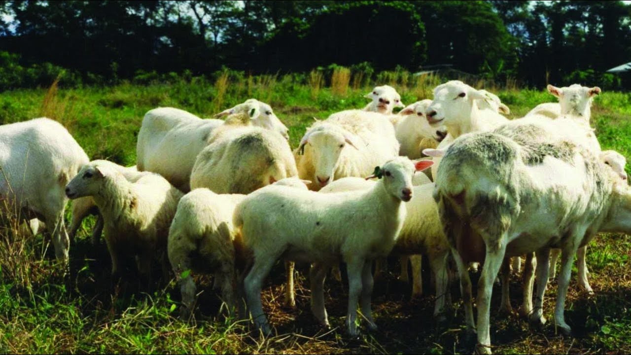 Raising Sheep for Wool – Shearing & Processing - Virtual Field Day ...