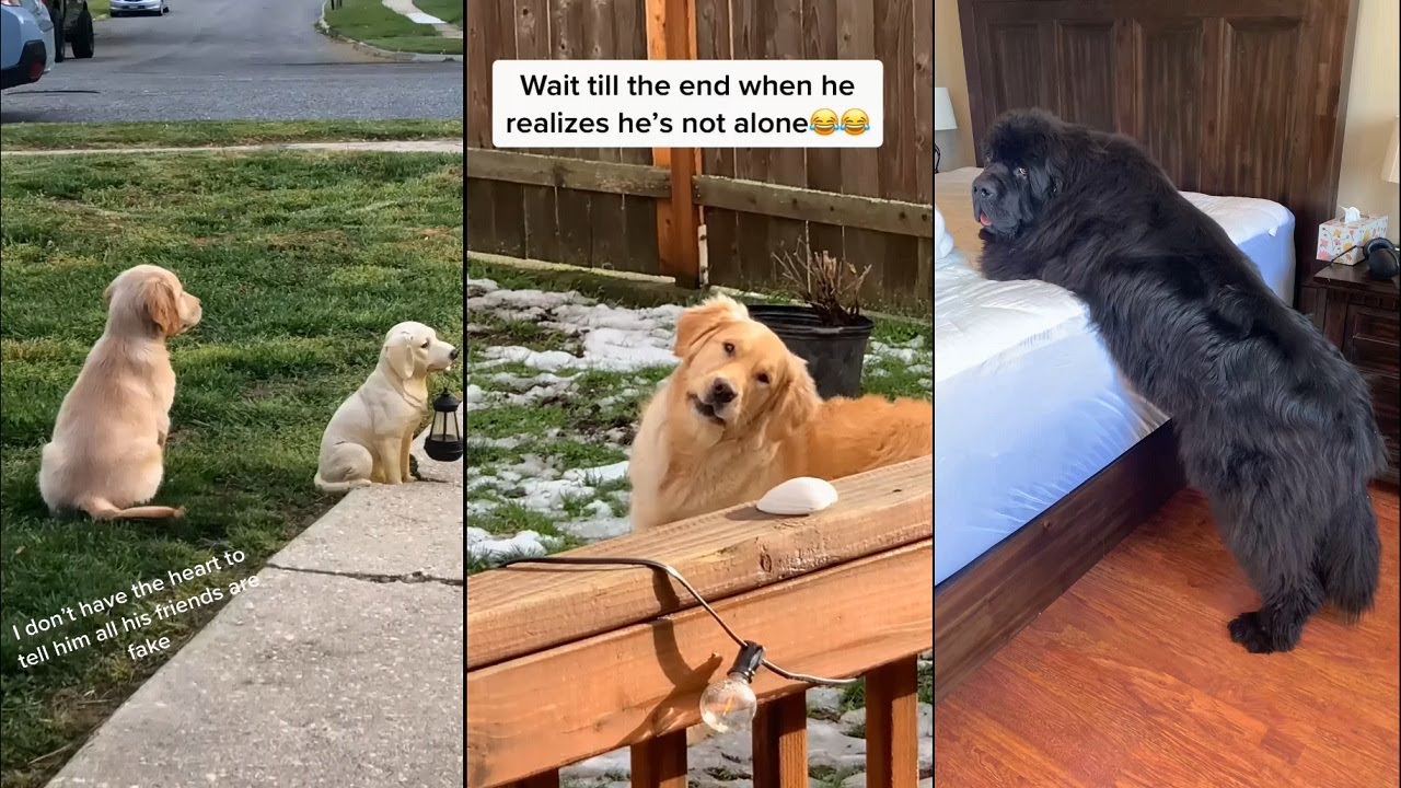 These dogs should be a hooman in the next life - YouTube