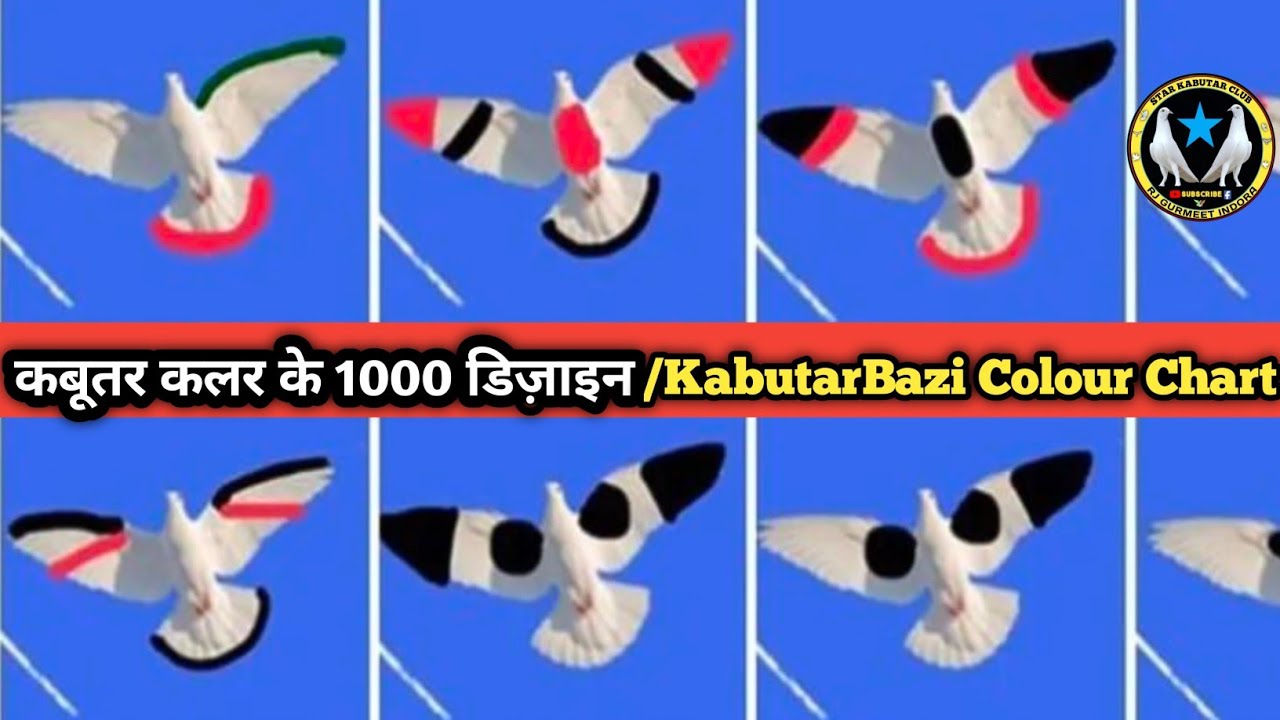Kabutar Ko Colour Lgane ka Best Trika👍👌|| Kabutar Bazi Colour Chart ...