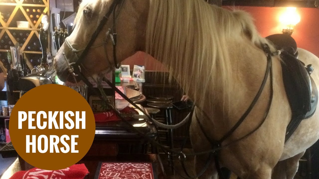 A horse walks into a pub - and enjoys a packet of crisps on the bar ...