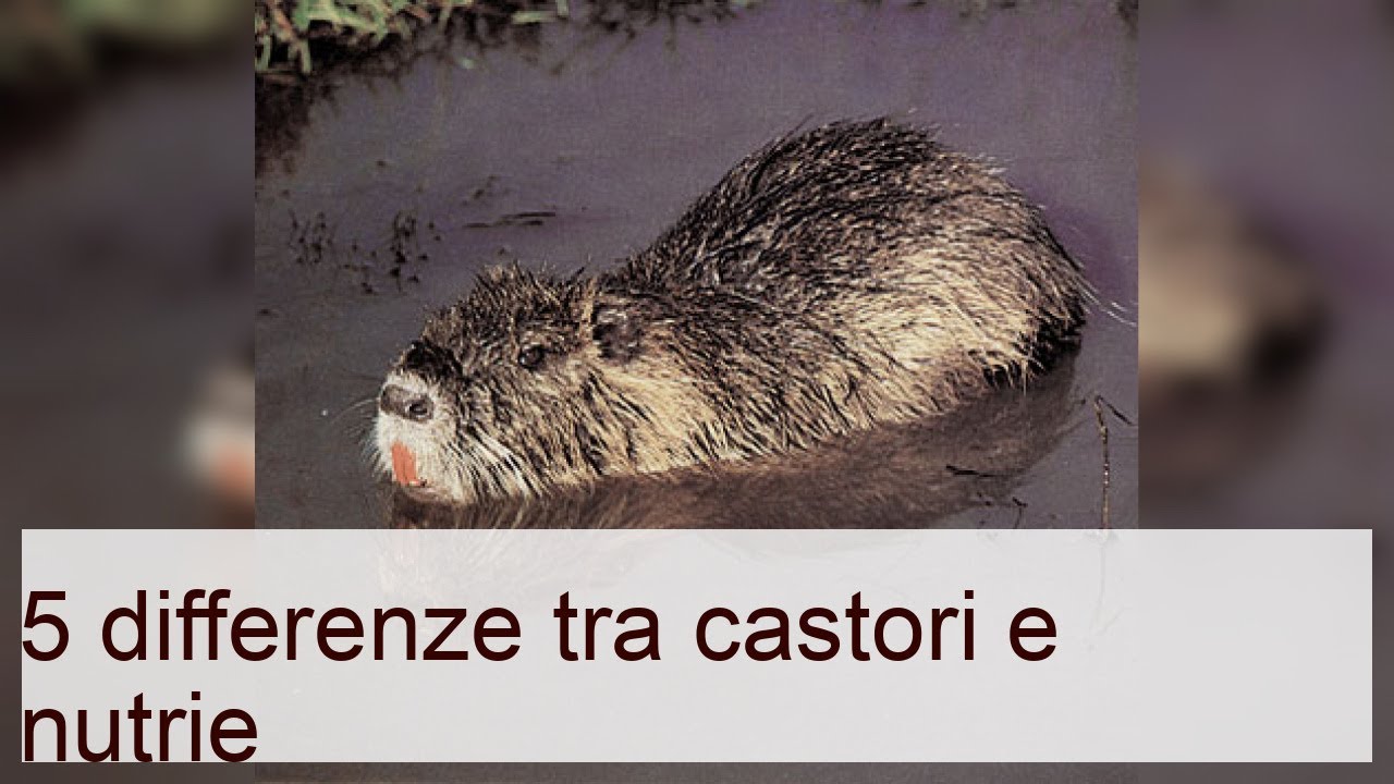 5 differenze tra castori e nutrie - YouTube