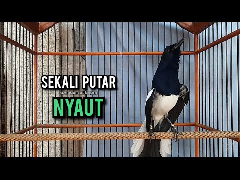 SUARA BURUNG kacer gacor NGEPLONG tarung ini paling ampuh buat PANCINGAN KACER agar EMOSI