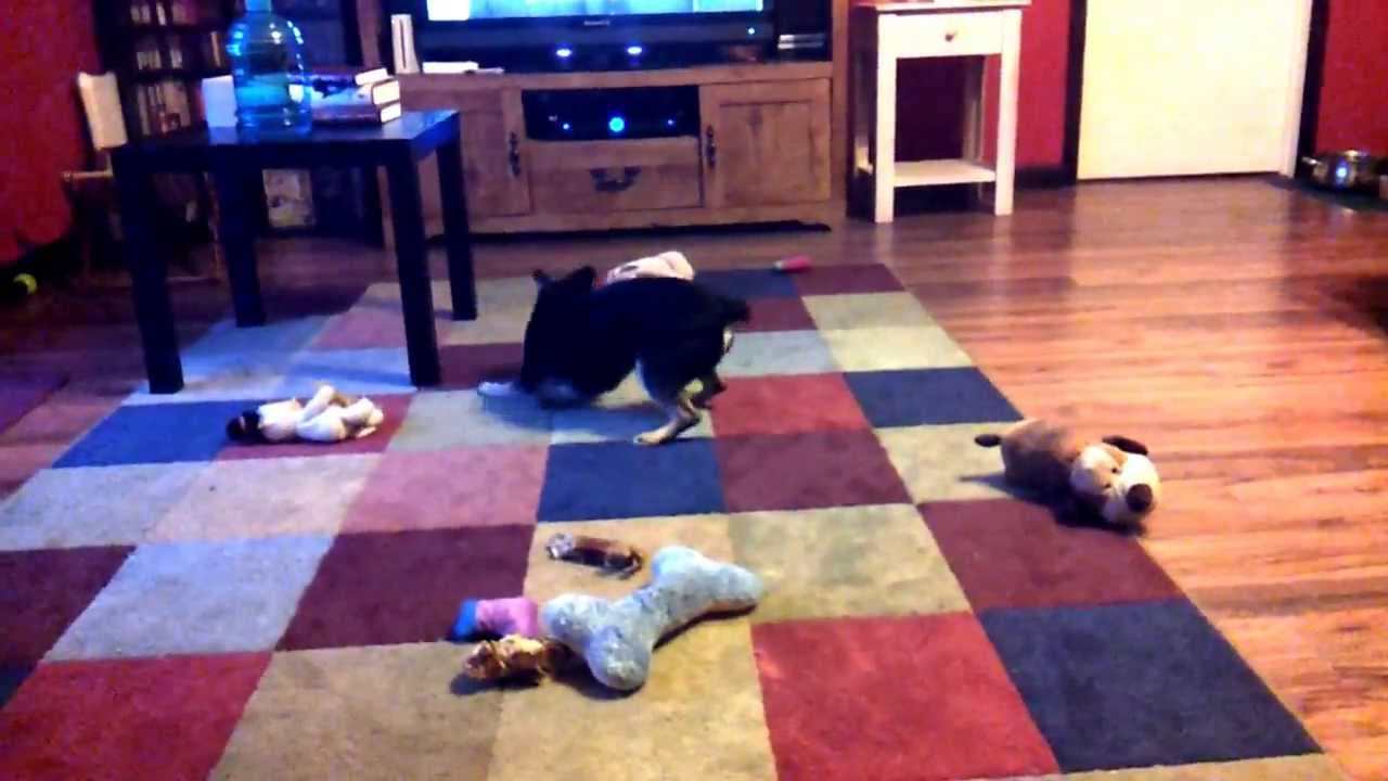 Hyper crazy dog! - YouTube