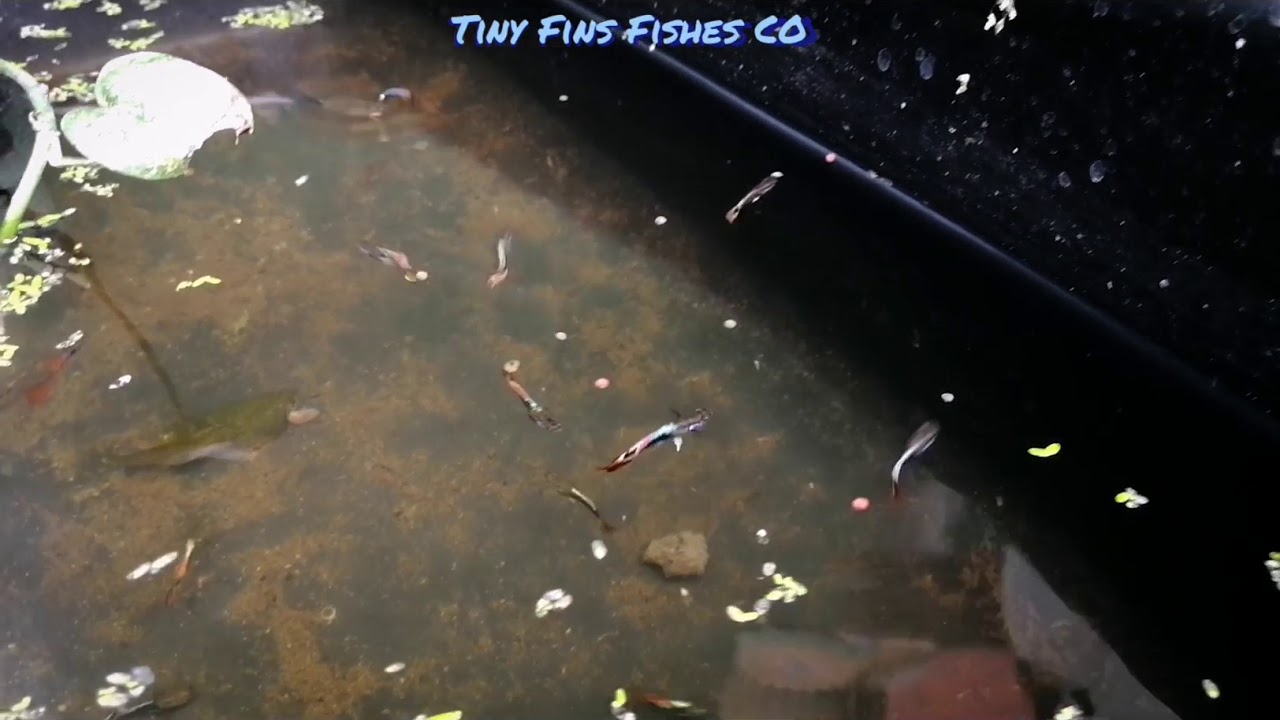 Dem Guppy - YouTube
