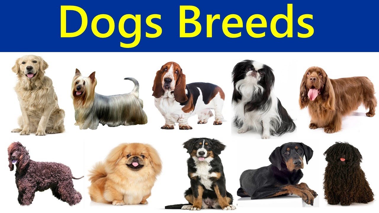 A to Z Dog breeds name | 150 dogs breeds in English | most popular dogs ...
