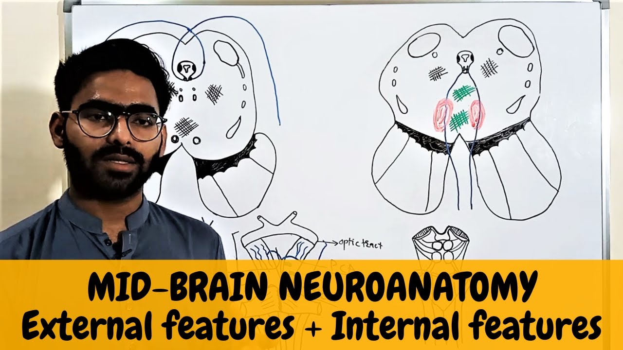 MID BRAIN ANATOMY | BRAINSTEM NEUROANATOMY-4 - YouTube