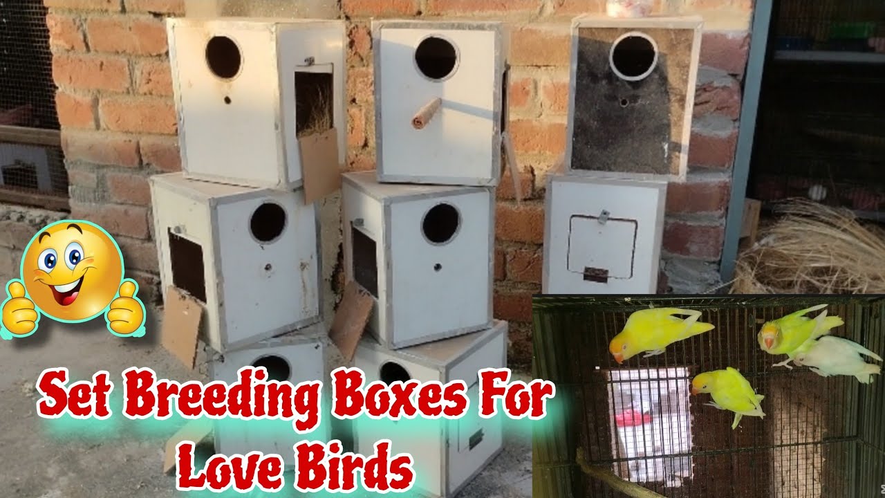 Breeding Boxes Ready For Love Birds Parrot | How To Ready Breeding ...