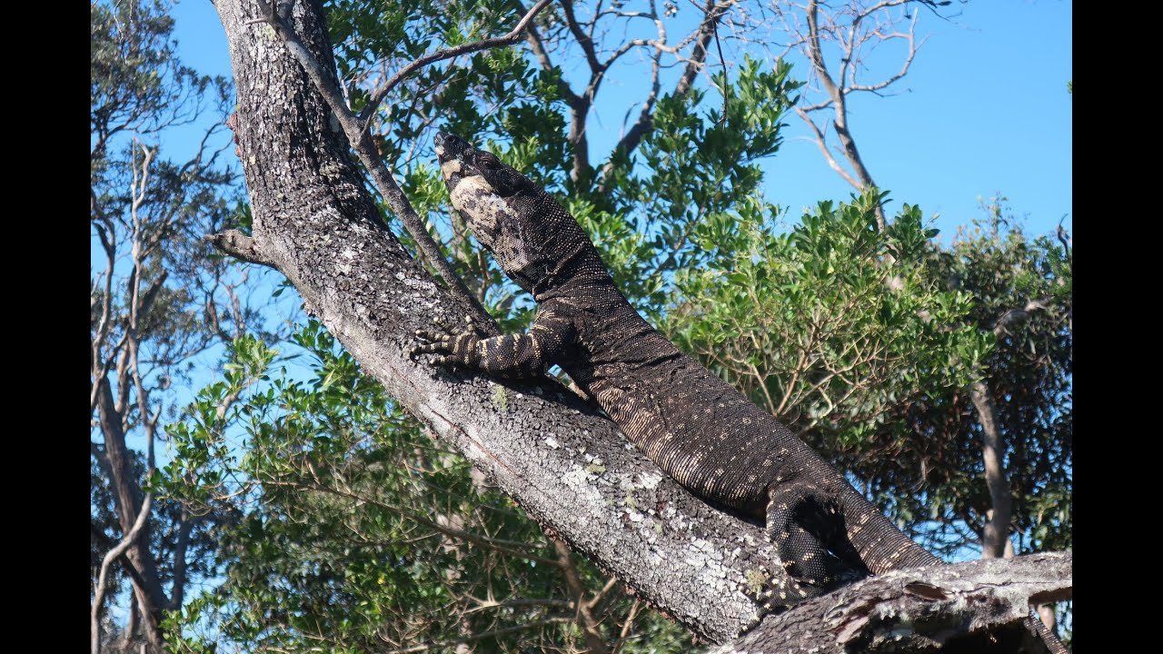 Lizards of Australia #1 Un varan dans les arbres? / A monitor in trees ...