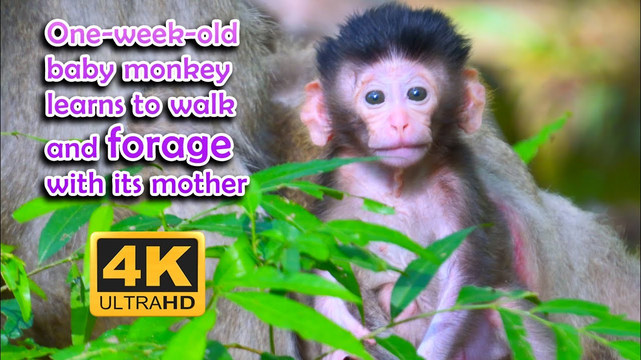 One-week-old baby monkey learns to walk and forage with its mother | 4K ...