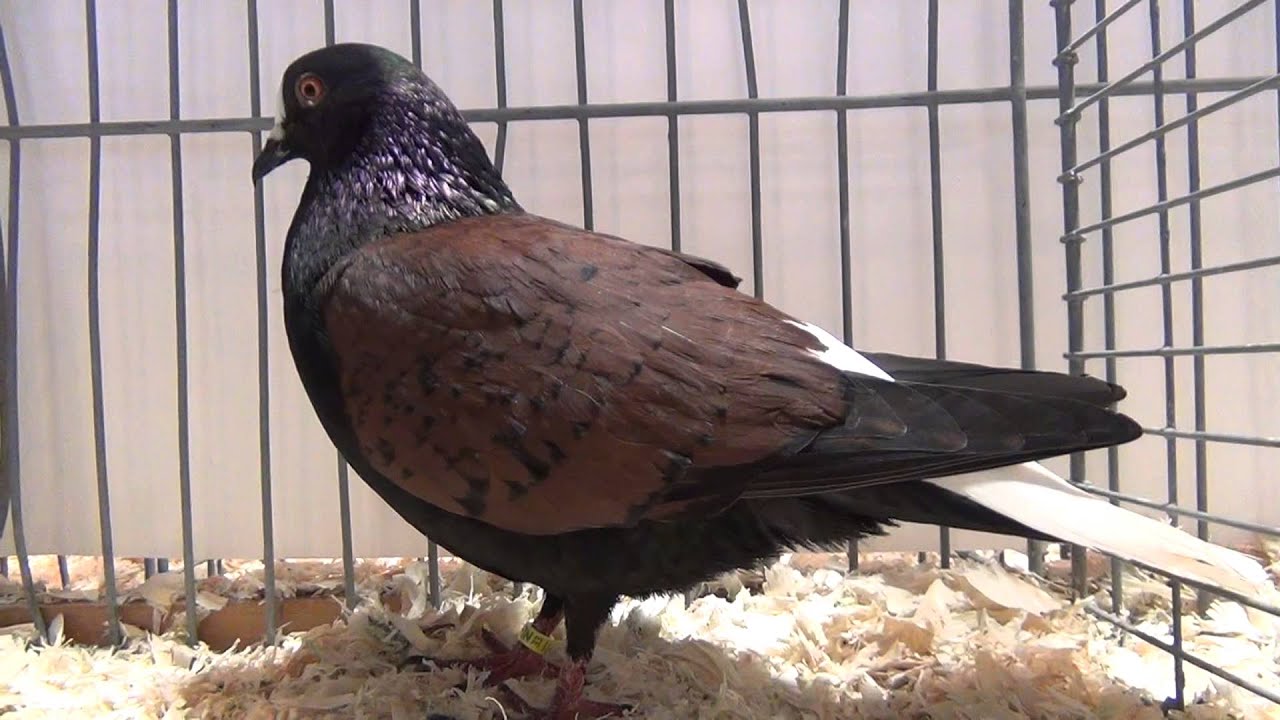 thuringian whitetail (fancy pigeon) - YouTube