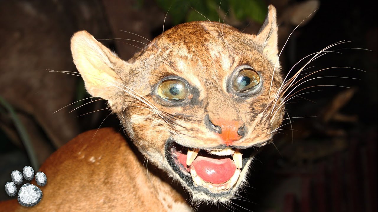 Scientists are Baffled! An Animal that Doesn't Exist in Nature has Been ...