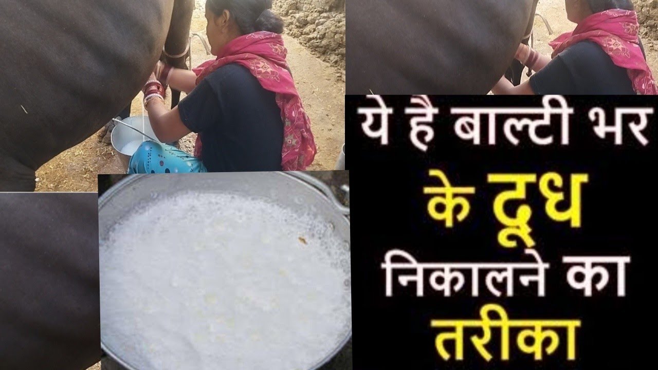 cow milking by hand blog#kaise nikale dudh - YouTube