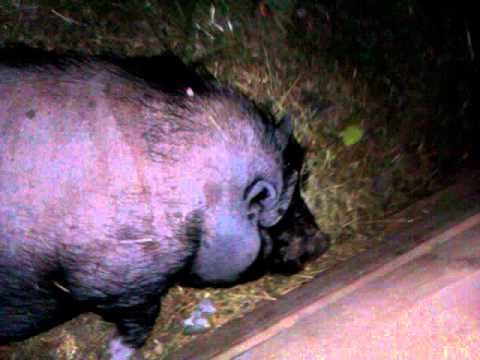 Fat pig snorting lol - YouTube