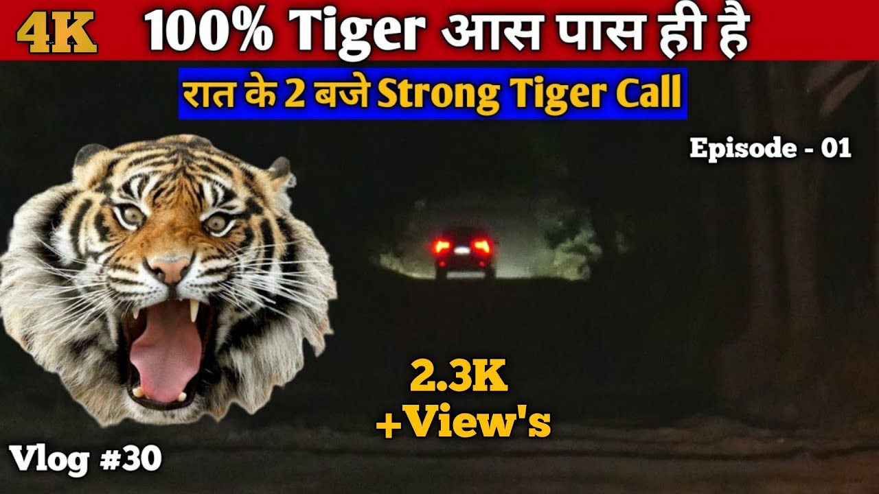 Tiger Roar In Jungle At Night 🐾🚙 100%Tiger आस पास है 🐅Tiger Call At ...