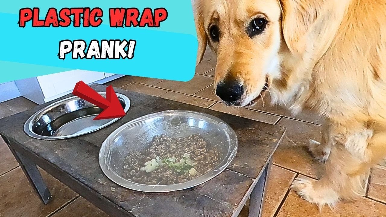 Plastic Wrap Memes