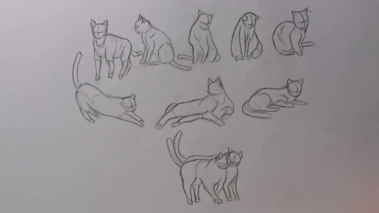 Cat Proportions Study | Simple Line Drawing - YouTube