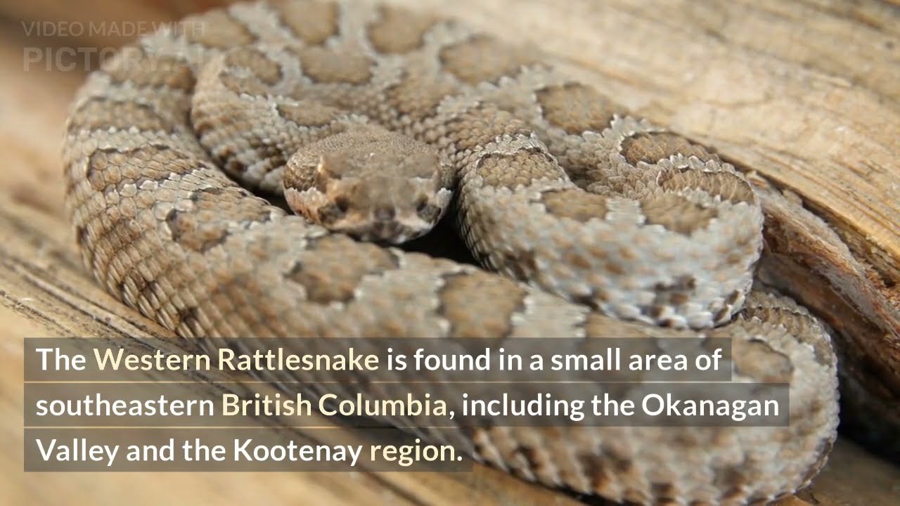 Canada's Venomous Snakes: A Simple Hiker's ID Guide - Termitehow.blog