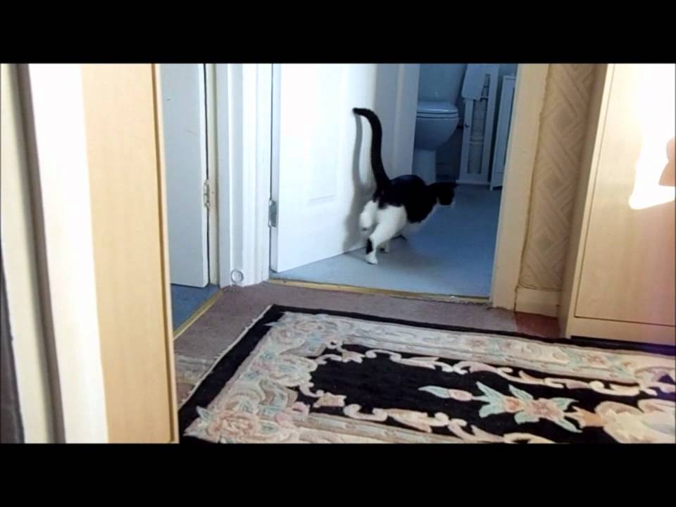 Awesome cat chases ball - YouTube