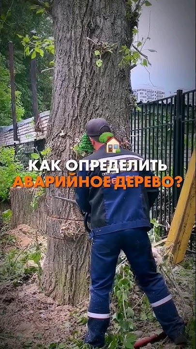Нужно будет спилить дерево или измельчить ветки? Наш сайт: http://2 ...