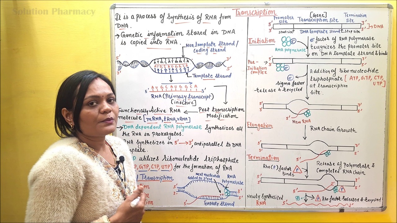 (67) Transcription | Steps of Transcription | Transcription Simple ...