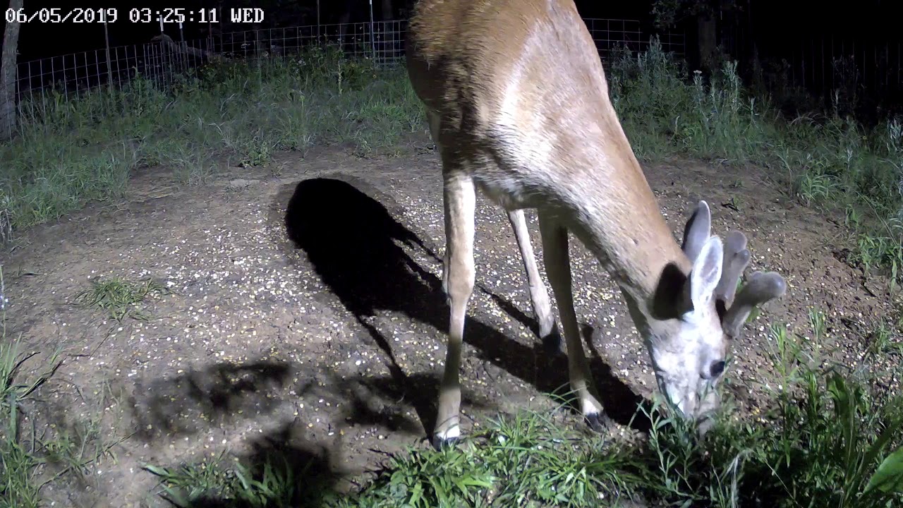 Deer On Camera 6-05-19 (Wildlife Pen 2) - YouTube
