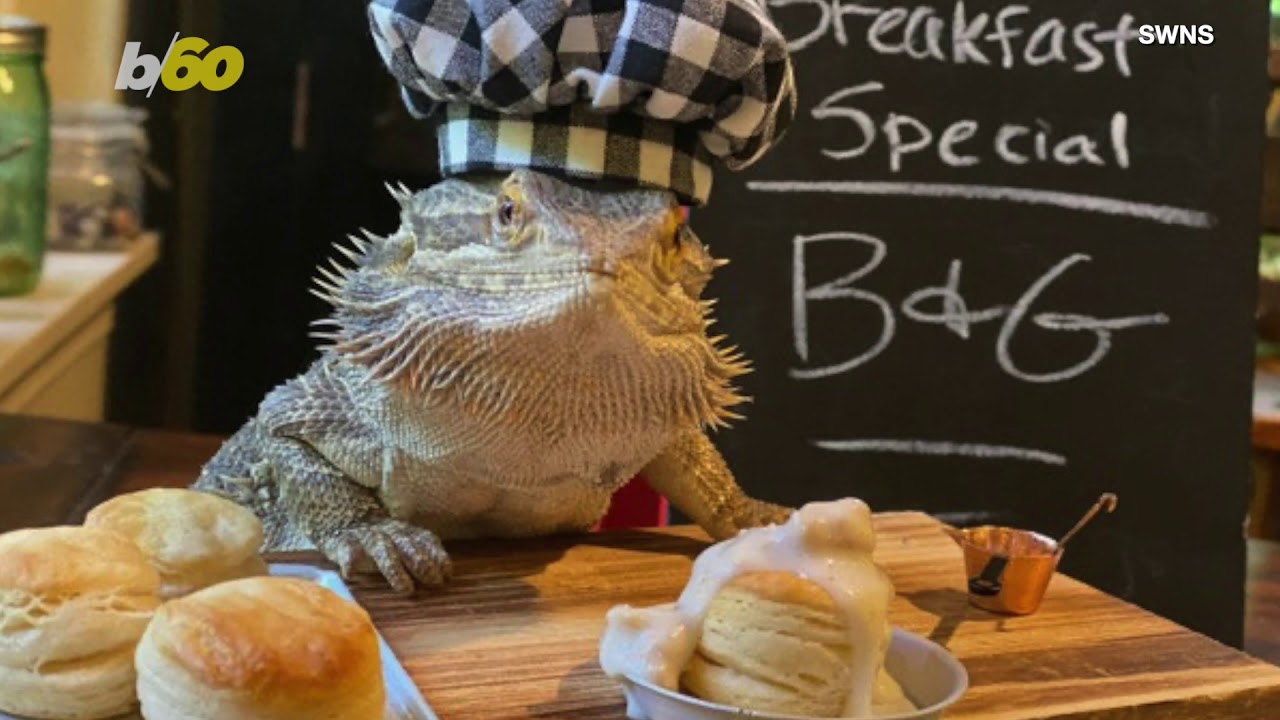 Lenny the Lizard Has the Hat and Apparently the Personality to Be a ...