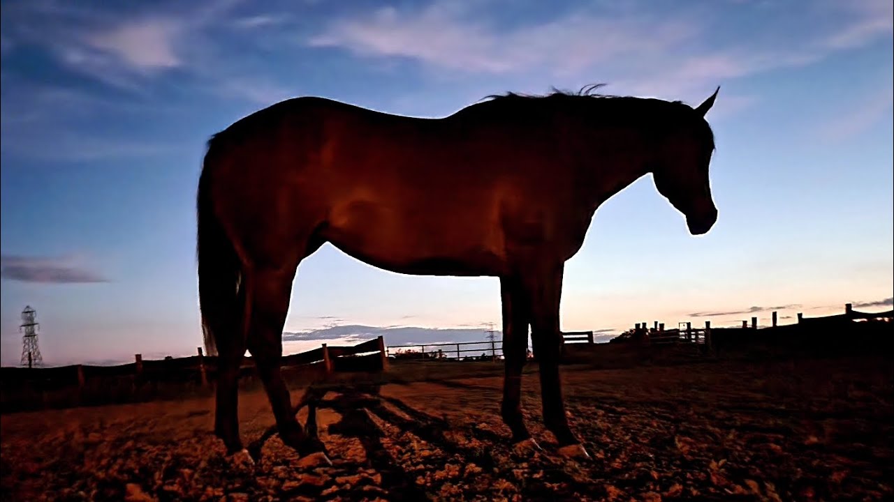 "ASH" 2021 APHA Solid Mare by PARTY IN SLOW MOTION - YouTube