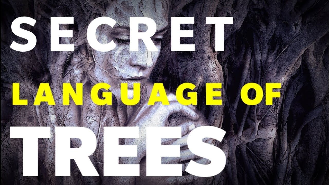 The Secret Language of Trees | மரங்களின் ரகசிய பரிபாஷை | Amazing ...