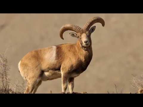 Urial is disappearing from Pakistan - YouTube