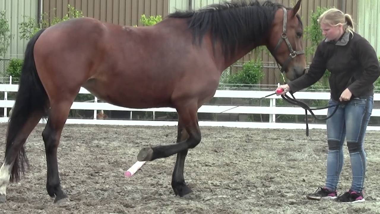 [UITLEG] Voetje geven op commando - YouTube