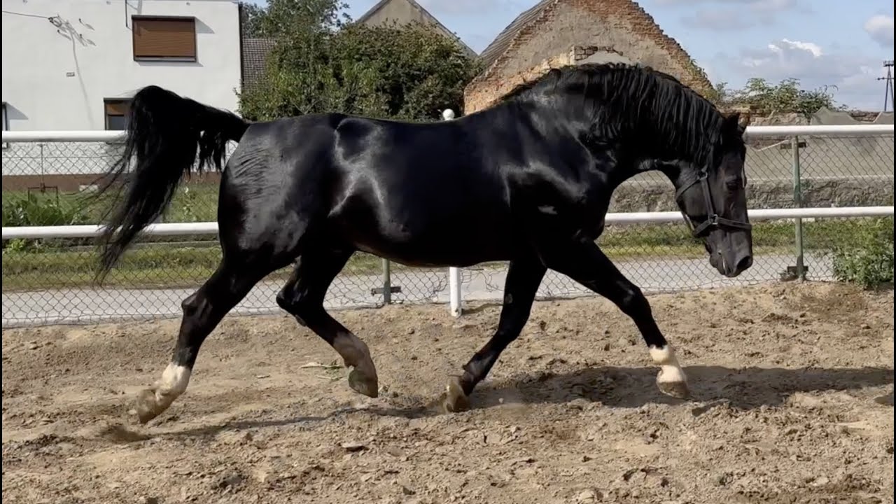 Ogier Śląski Libero - YouTube