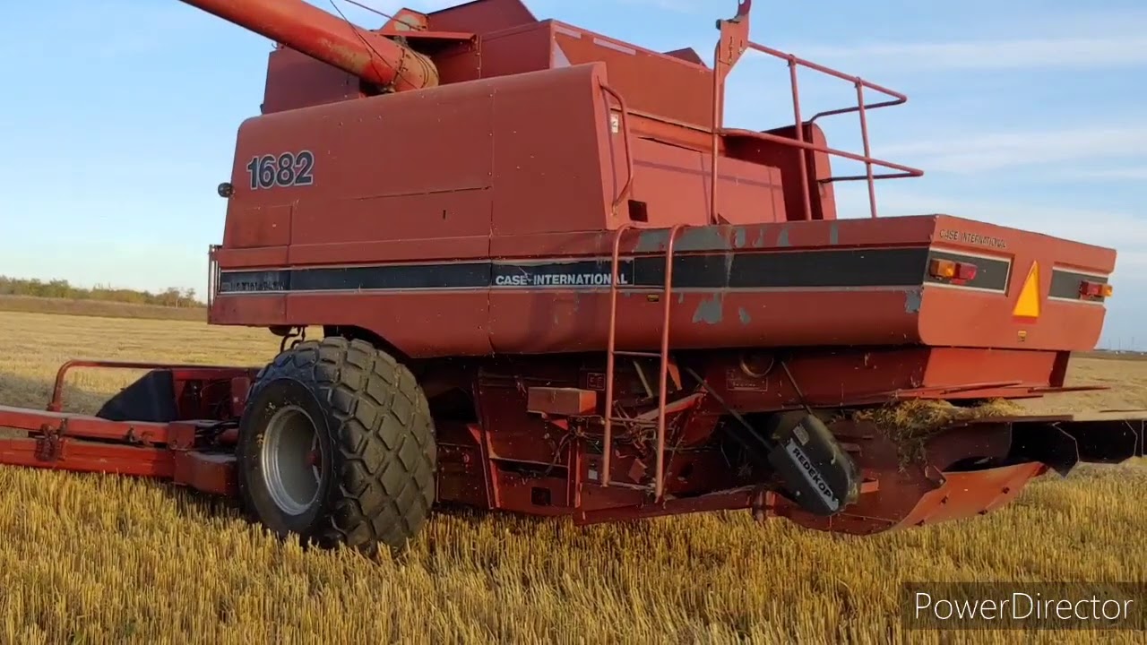 Wheat harvest with Case 2290 & 1682! - YouTube