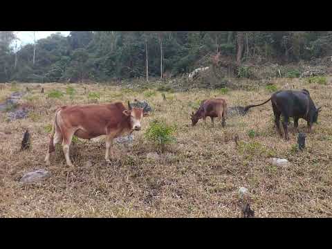 Mating, 5 oxen per 1 cow