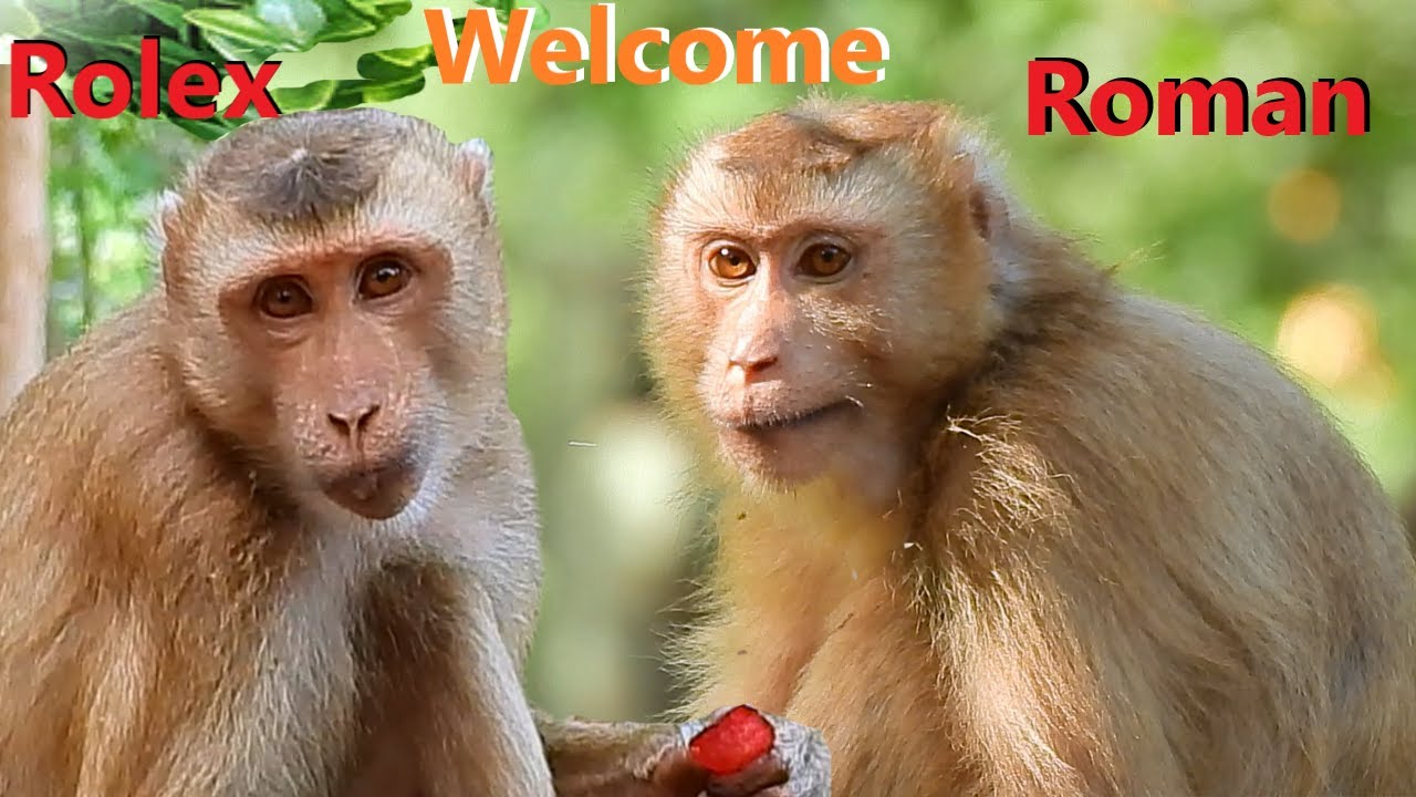 Welcome New Abandoned Monkey Roman In Amber Troop, He Look Like Monkey ...