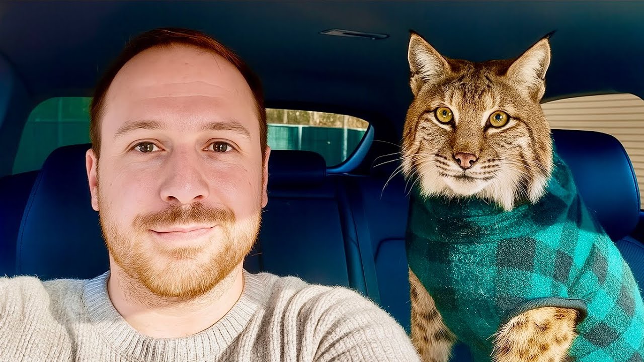This Rescue Bobcat Thinks He's Human — And He Might Be Right - YouTube