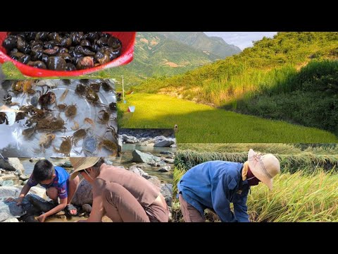 Turn off the Water in the rice fields and harvest the rice, go catch ...