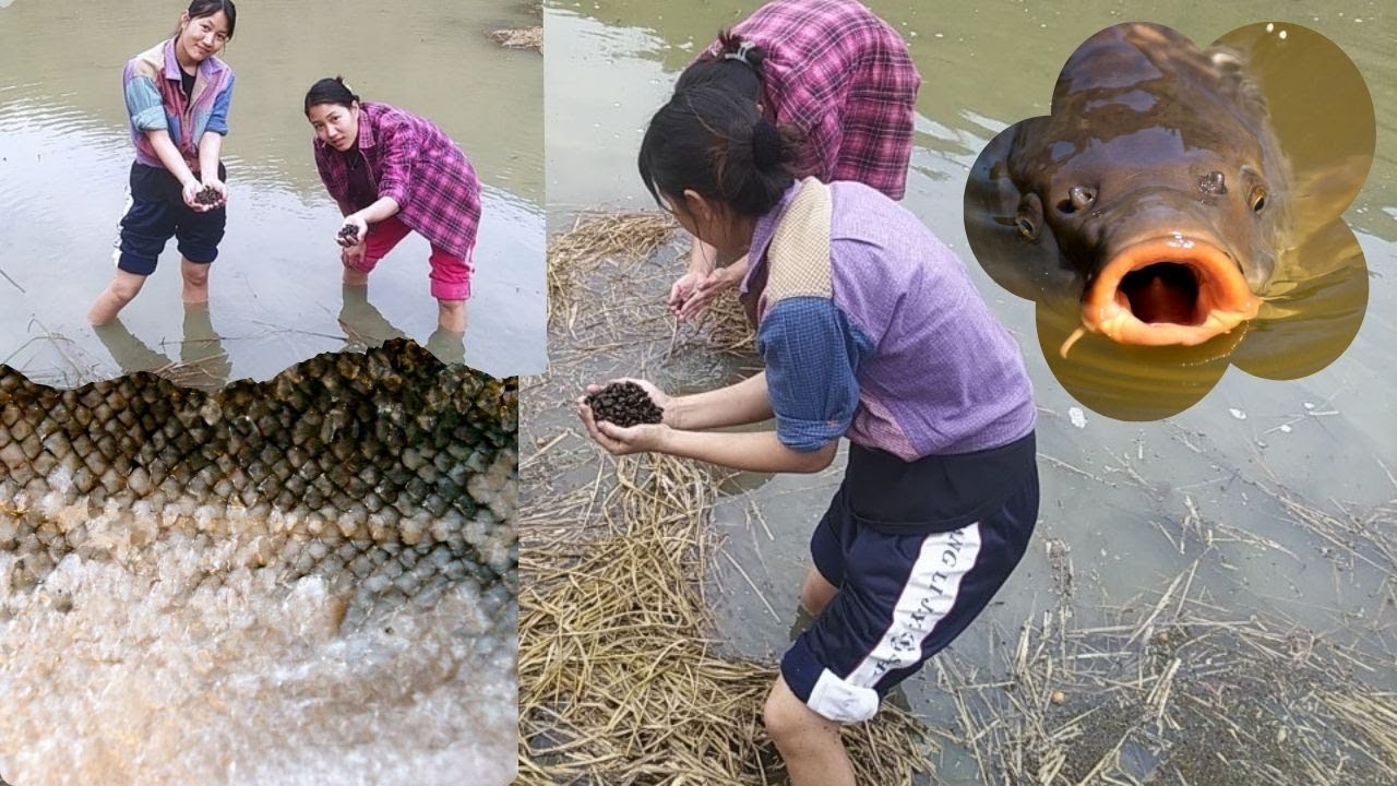 Twin Sisters’ Paddy Field Adventure – Fishing & Snail Catching Fun ...
