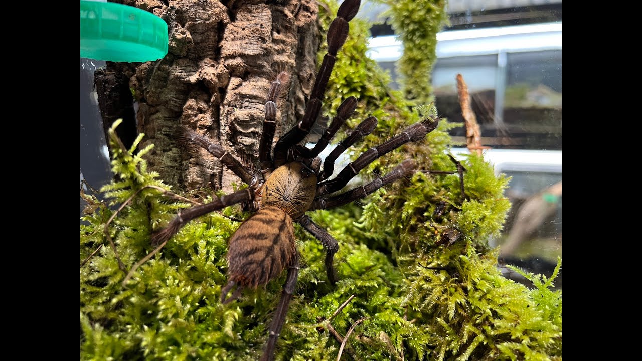 Phormingochilus sp Ackaya adult female rehouse and care - YouTube