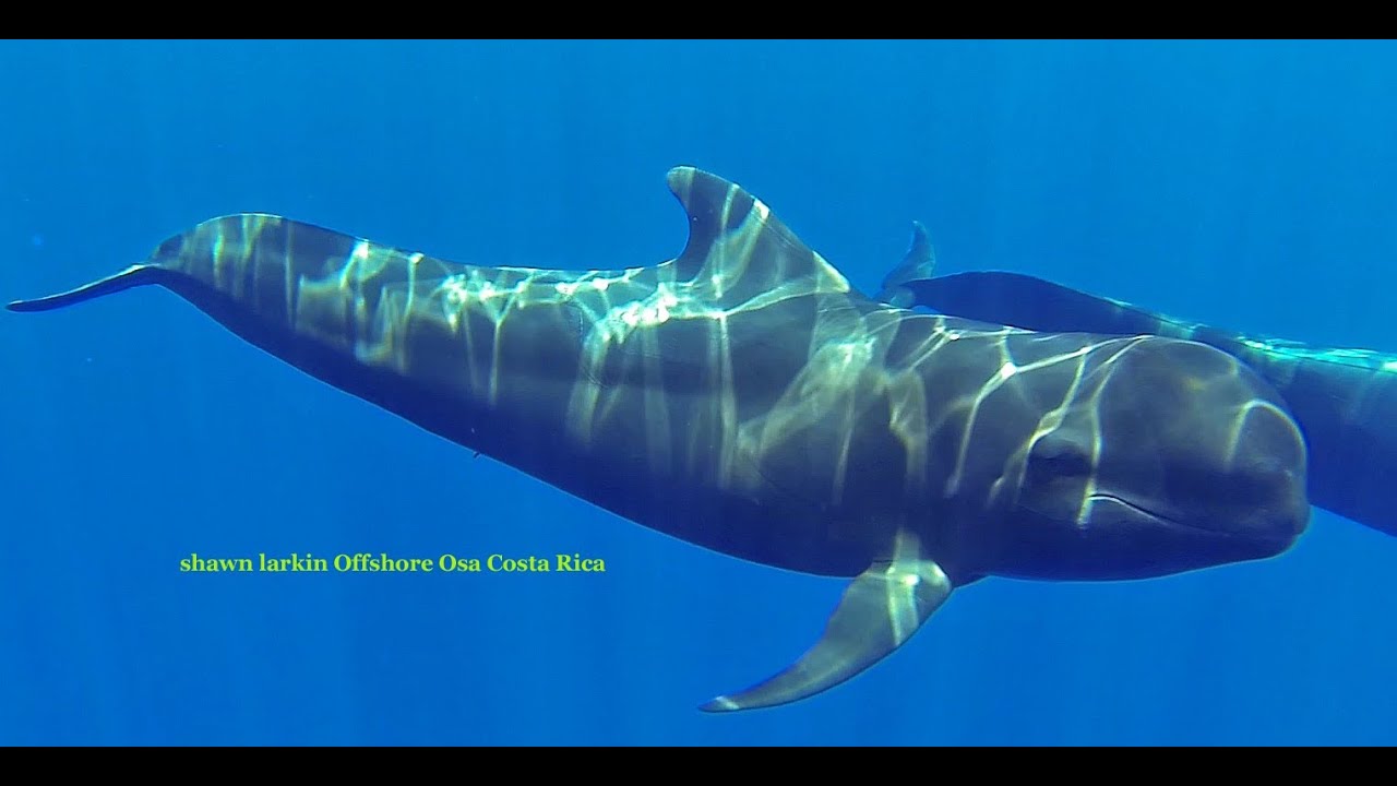 Wild Pilot Whale Imitates Mimics My Voice While Rough Toothed Dolphins ...