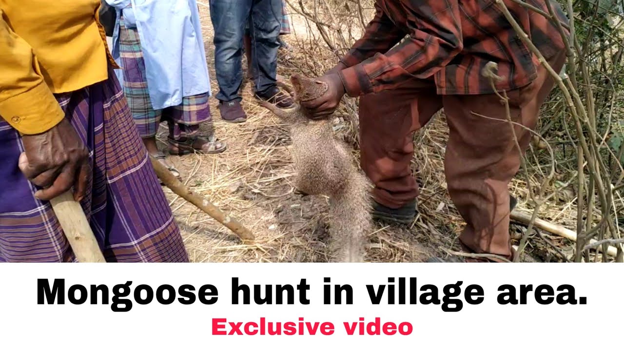 Mongoose hunt in village area.It is very interesting hunting video ...
