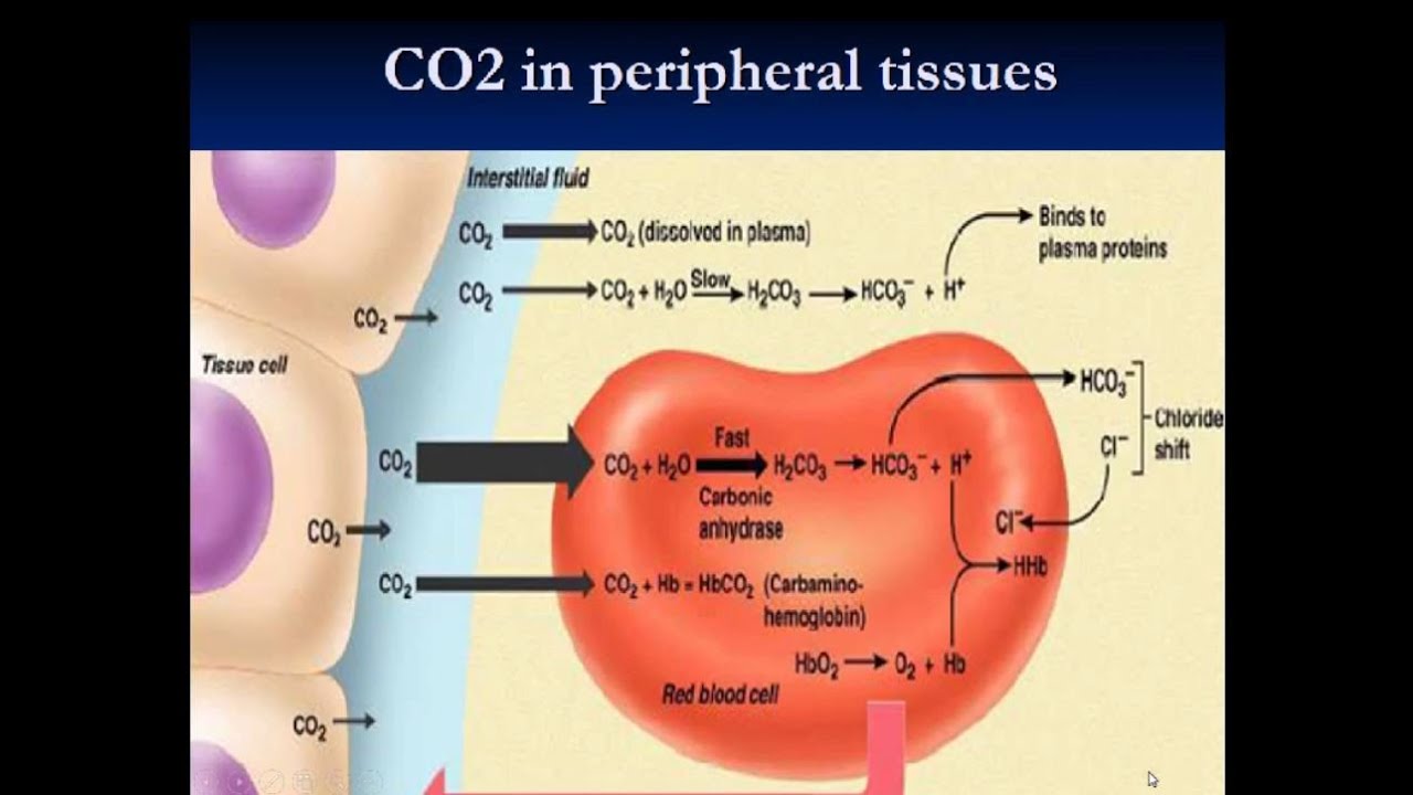 Carbon Dioxide Transportation in Respiratory System | Haldane Effect ...