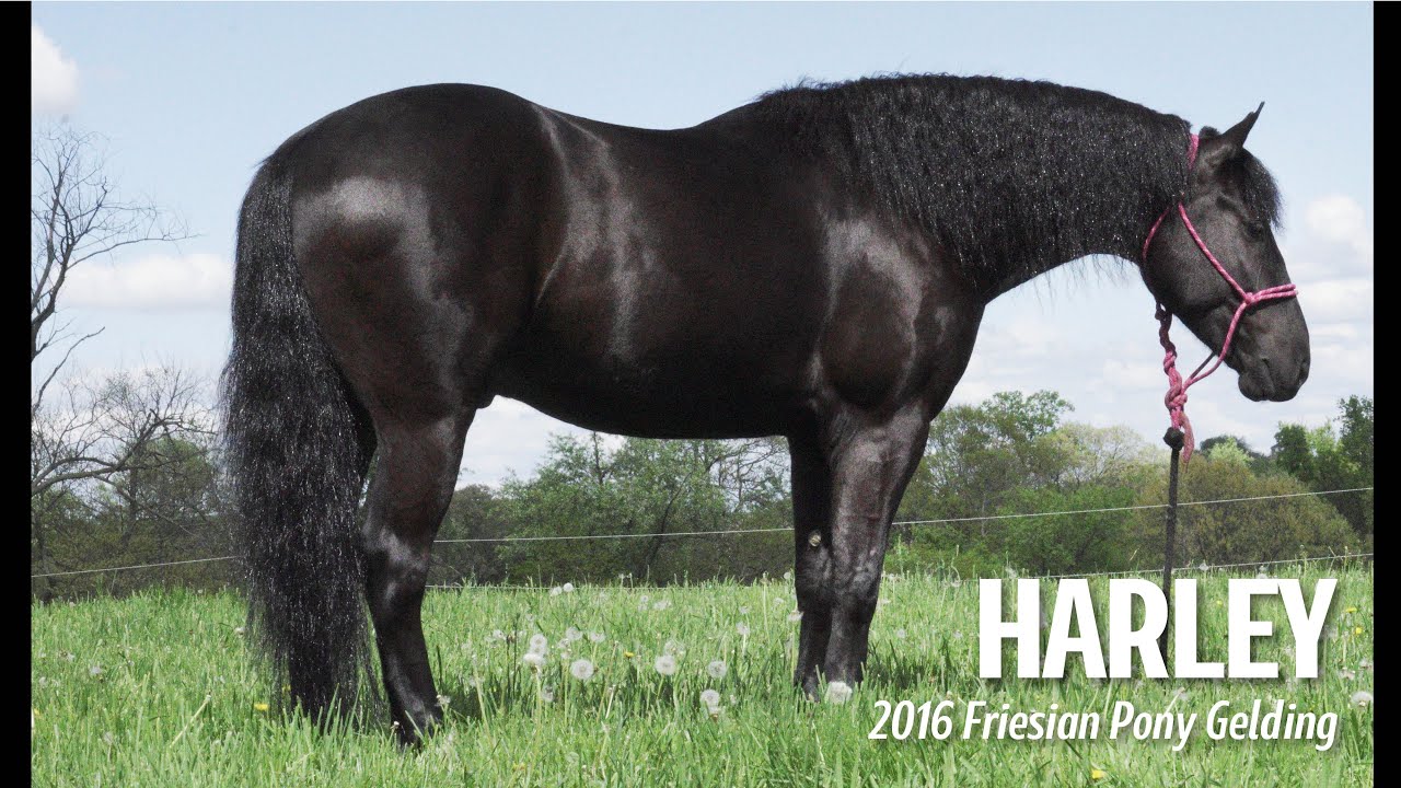 2016 Friesian Pony Gelding, 14.2 Hands Unregistered | Rides English ...
