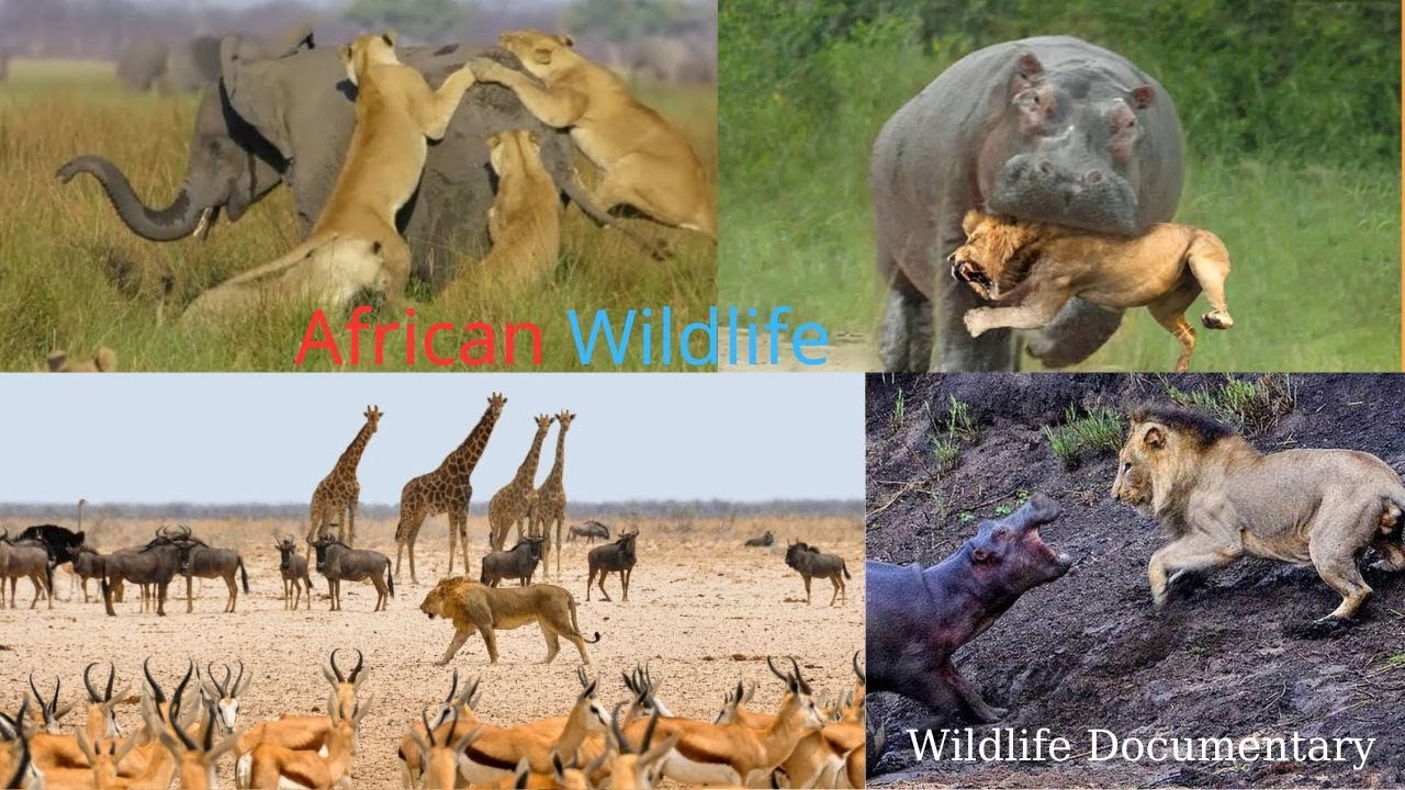 African Wildlife - African Wildlife Documentary -5s story Animals - YouTube